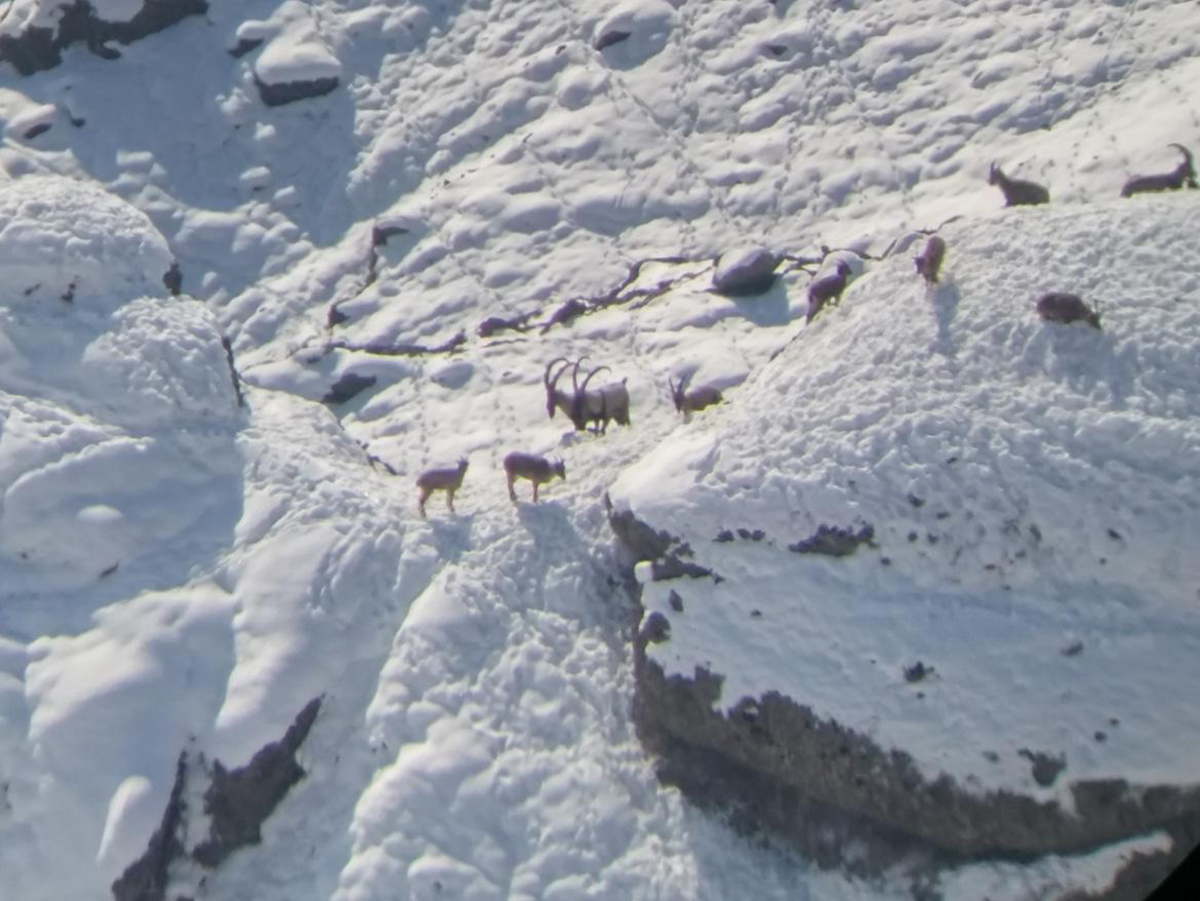 Bezoar ibex hunting in Turkey | Hunting Ibex | Optimum Hunting ...