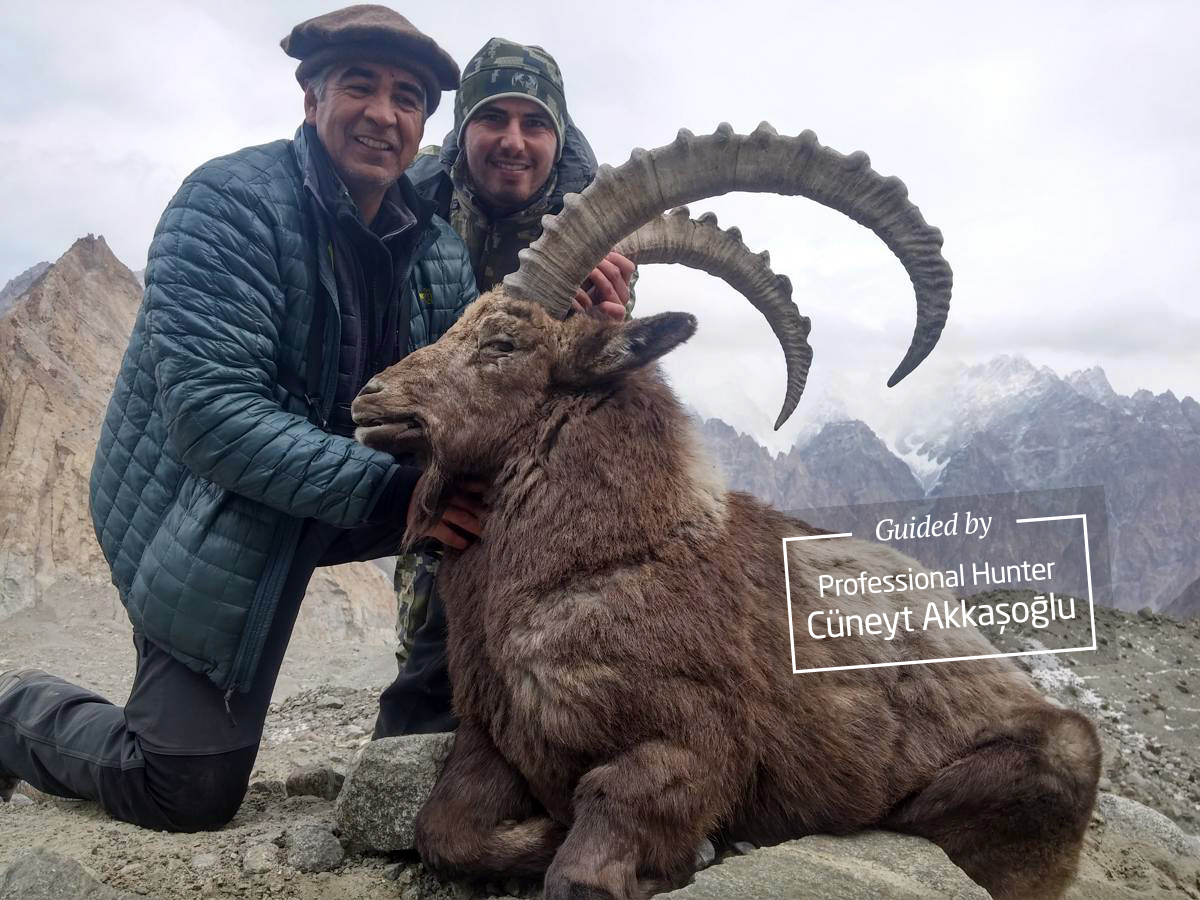 Himalayan ibex hunting in Pakistan | Hunting ibex in Pakistan | Optimum ...